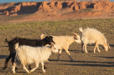 Mongolian Cashmere Goat - Breed Profile - Goat Journal